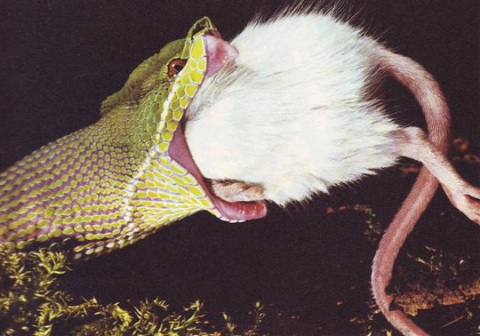 Haltung von Wildtieren ist meldepflichtig! | Sierndorf